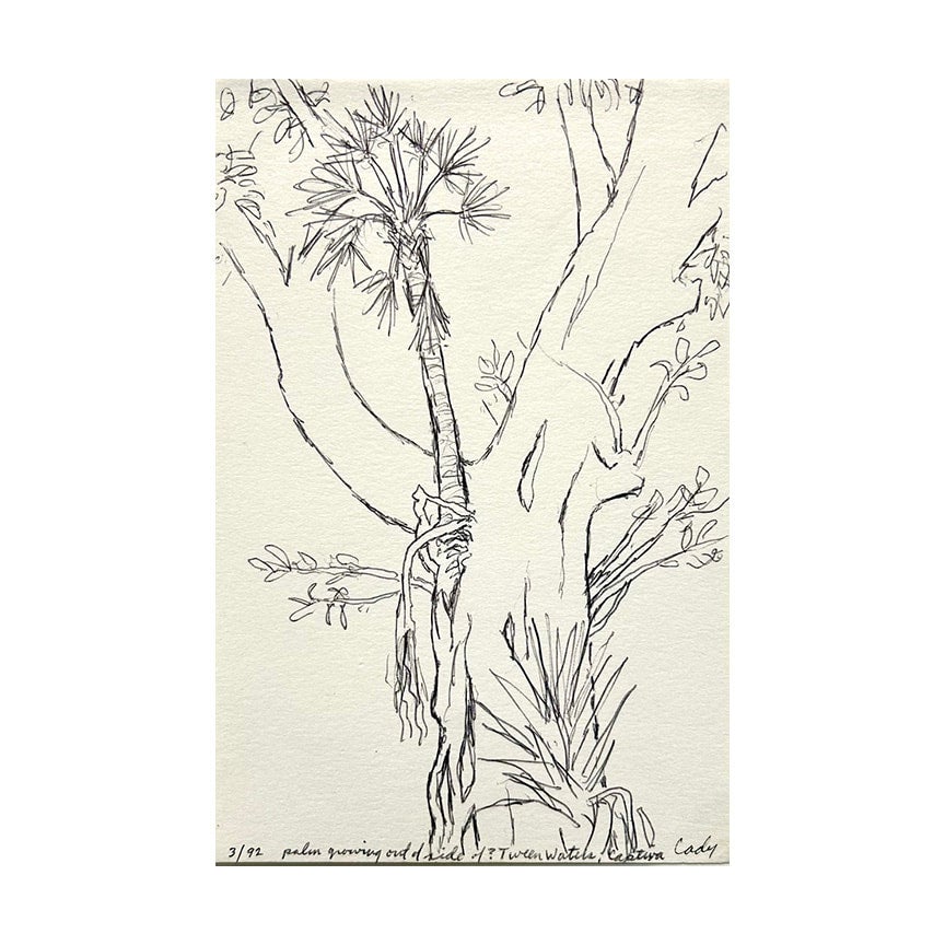 Sam Cady - palm growing out of the side of ? Tween Waters, Captiva ...