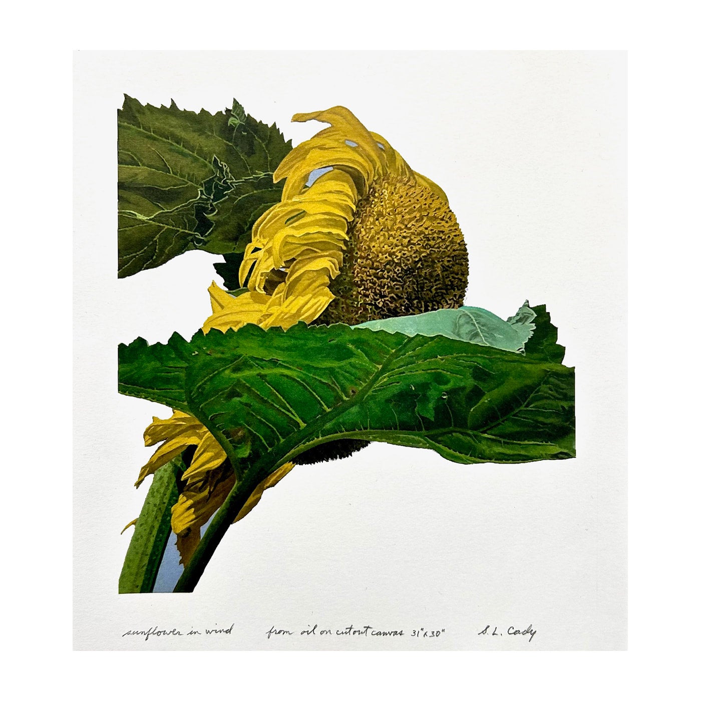 Sam Cady - sunflower in wind | Ocean House Gallery & Frame