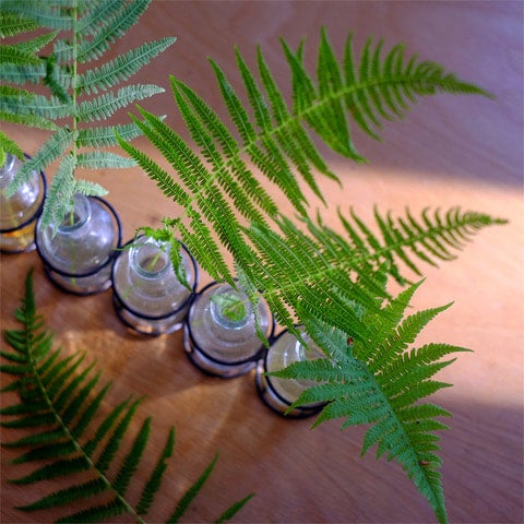 Nanci Kahn - Ferns | Ocean House Gallery & Frame